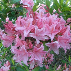 Spring Sensation Deciduous Aromi Azalea Starter Plant 4m 1 Live Plant ...