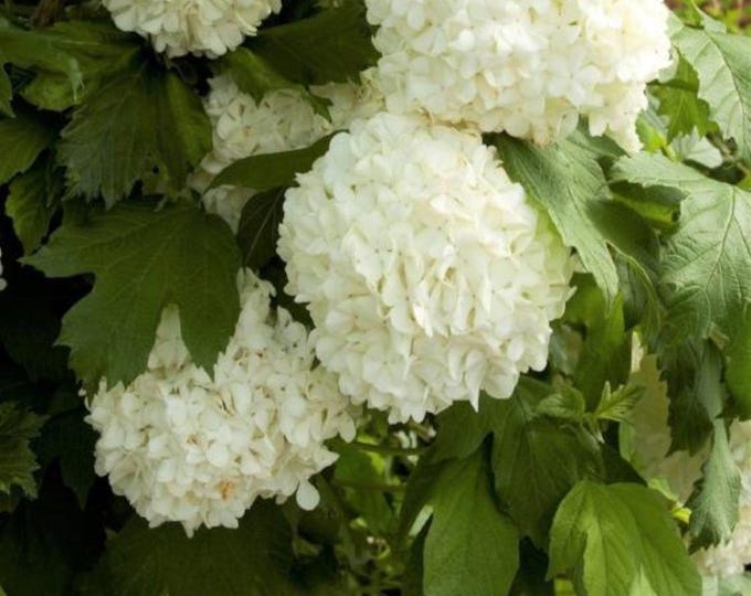Snow Ball Bush Live Quart Plant - Beautiful White Pom Pom Flowers in ...