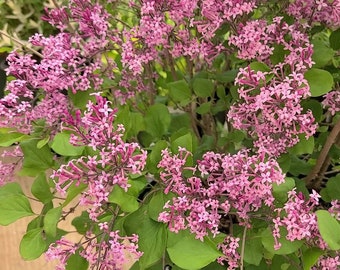 Syringa X red Pixie Lilac Live Plant 1 Gallon Pot - Etsy