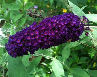 Butterfly Bush Black Knight 1 Gallon - Etsy