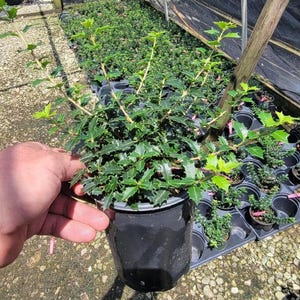 Fragrant Princess Dwarf Tea Olive ( 'kaori Hime' Osmanthus ) - Live ...