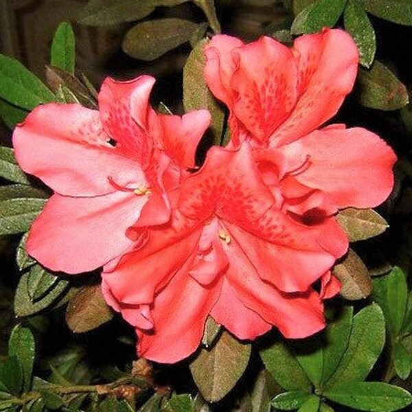 Satsuki Azaleas - Etsy