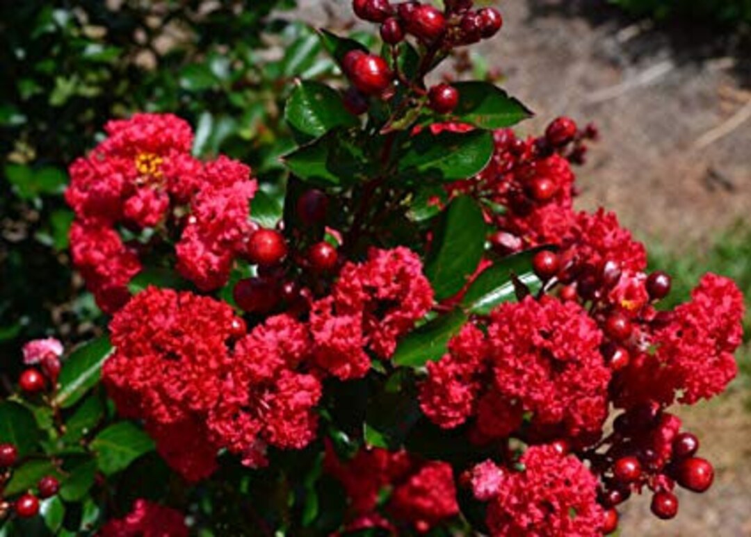 First Editions® Ruffled Red Magic™ Crape Myrtle - Full Gallon Pot - Etsy