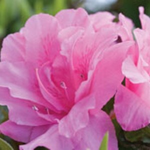Autumn Carnation™ Encore® Azalea Live Plant Full Gallon Pot - Etsy