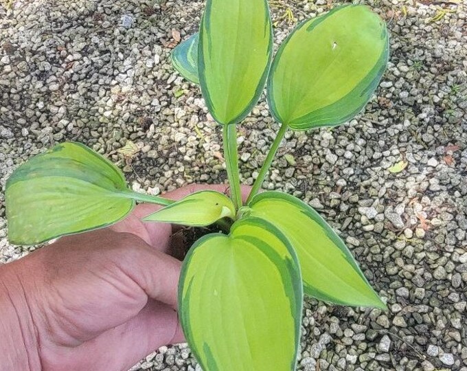 Hosta "june" - Etsy