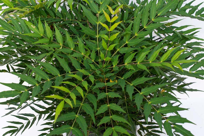 1 - Funky Flow™ Mahonia - Starter Plant ( L7 ) - ( 1 Live Plant ) - Etsy
