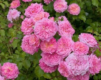 1 Sweet Drift® Pink Groundcover Rose Starter Plant 5 M 1 Live Plant - Etsy