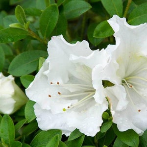 1 Gumpo White Dwarf Evergreen Azalea Starter Plant M 1 Live Plant - Etsy