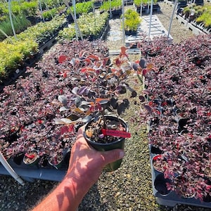 Daruma Dwarf Loropetalum ( Chinese Fringe ) - Live Plant - ( 1 QT ) - Etsy