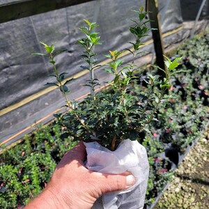 Fragrant Princess Dwarf Tea Olive 'kaori Hime' Osmanthus Live Plant 1 ...