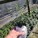 Fragrant Princess Dwarf Tea Olive 'kaori Hime' Osmanthus Live Plant 1 ...