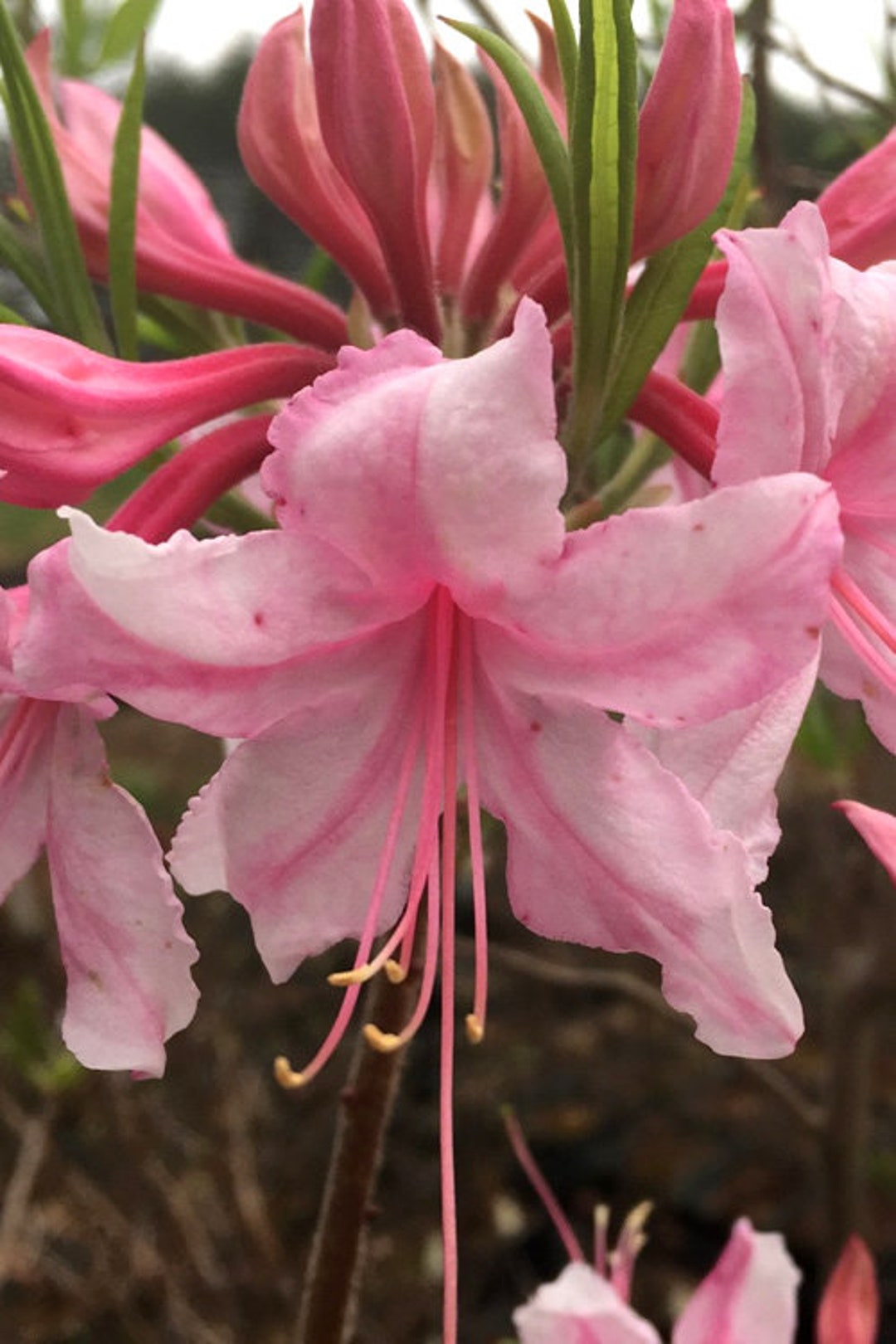 Spring Sensation Deciduous Aromi Azalea - Starter Plant ( 4m ) ( 1 Live ...