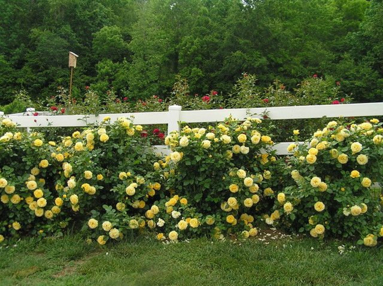 Julia Child™ Floribunda Rose - Live Plant - ( 1 QT ) - Repeat Blooms - Etsy