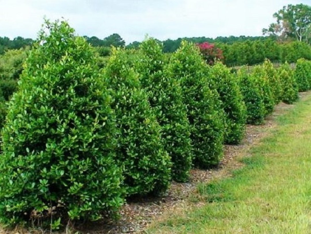 3 - Nellie R. Stevens Holly Tree - Starter Plants ( 5L ) ( 3 Live ...