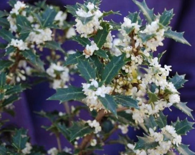Fragrant Princess Dwarf Tea Olive ( 'kaori Hime' Osmanthus ) - Live ...