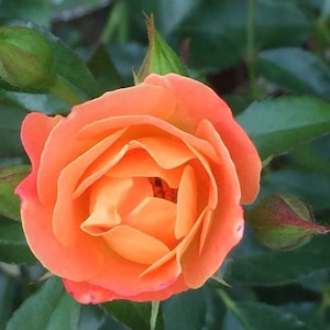 Orange Glow™ Knock Out® Rose - Live Plant - ( 1 QT ) - Etsy