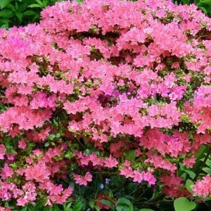 Hampton Beauty ( Pericat ) Azalea - Live Plant ( 1 QT ) - Etsy