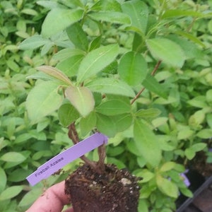 Spring Sensation Deciduous Aromi Azalea - Starter Plant ( 4m ) ( 1 Live ...