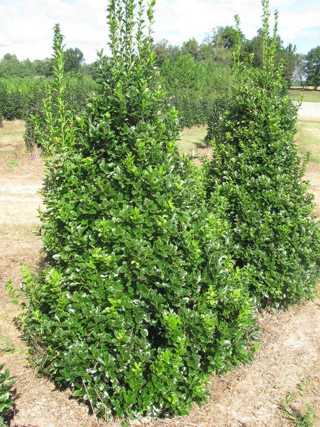 3 - Oak Leaf™holly Tree ( Ilex Conaf ) - Starter Plants ( 4L ) ( 3 Live ...