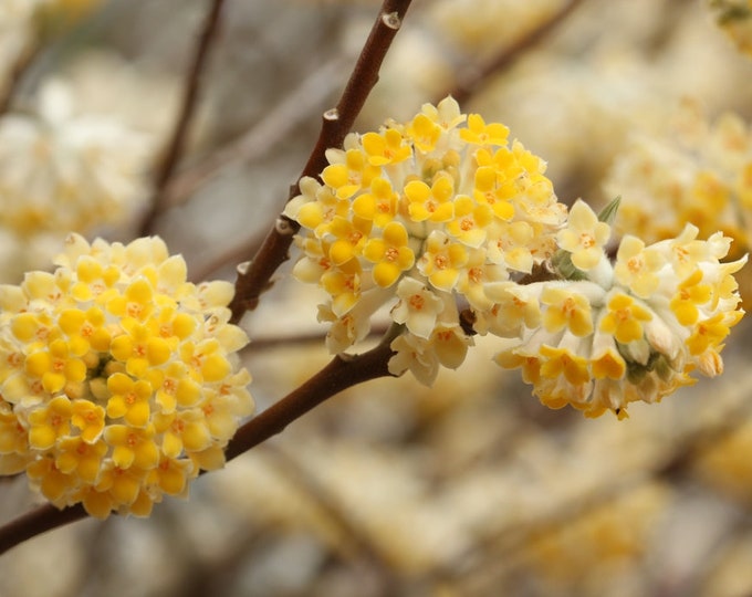 Caper Bush Seeds capparis Spinosa 25seeds - Etsy
