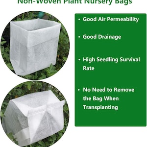 Mini Blues Blueberry Bush ( Vaccinium ) - Live Plant - ( 1 QT ) - Etsy