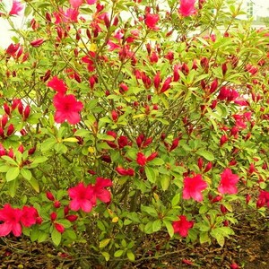 Red Formosa Azalea ( Southern Indica ) - Live Plant - ( 2.5 QT ) - Etsy