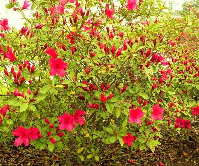 Red Formosa Azalea ( Southern Indica ) - Live Plant - ( 2.5 QT ) - Etsy