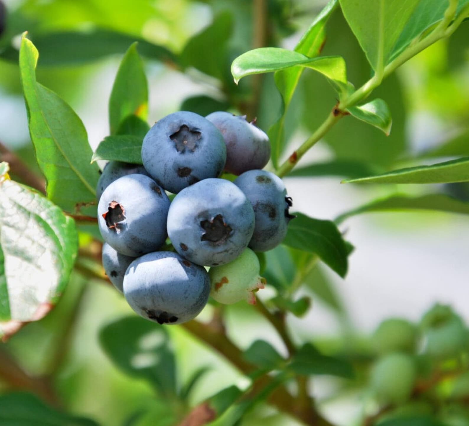 Mini Blues Blueberry Bush ( Vaccinium ) - Live Plant - ( 1 QT ) - Etsy