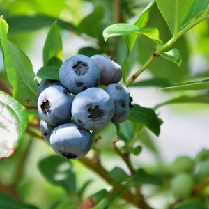 Mini Blues Blueberry Bush ( Vaccinium ) - Live Plant - ( 1 QT ) - Etsy