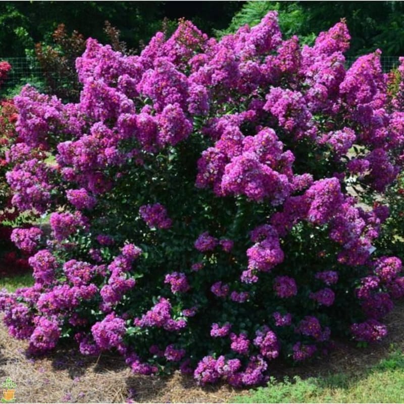 Crape Dwarf Myrtle Bush - Etsy