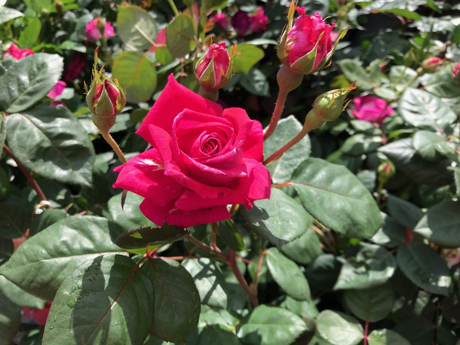 Sweet Spirit™ Grandiflora Shrub Rose Live Plant 3 Gallon | Etsy