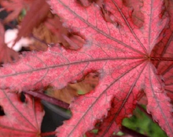 Purple Ghost Japanese Maple Tree Live Plant Trade Gallon | Etsy