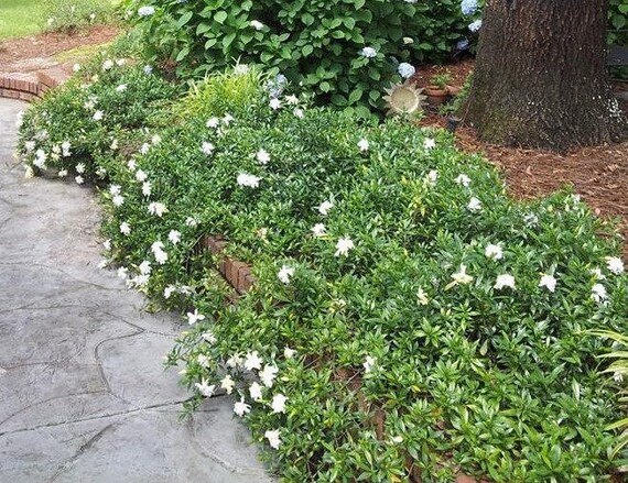Dwarf Gardenia Plant