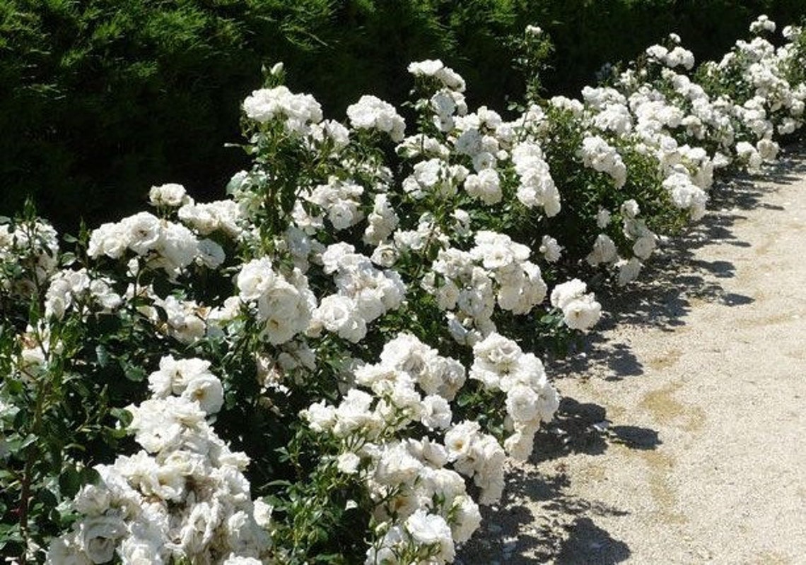 White Drift® Groundcover Rose Live Plant 3 Gallon Pot - Etsy