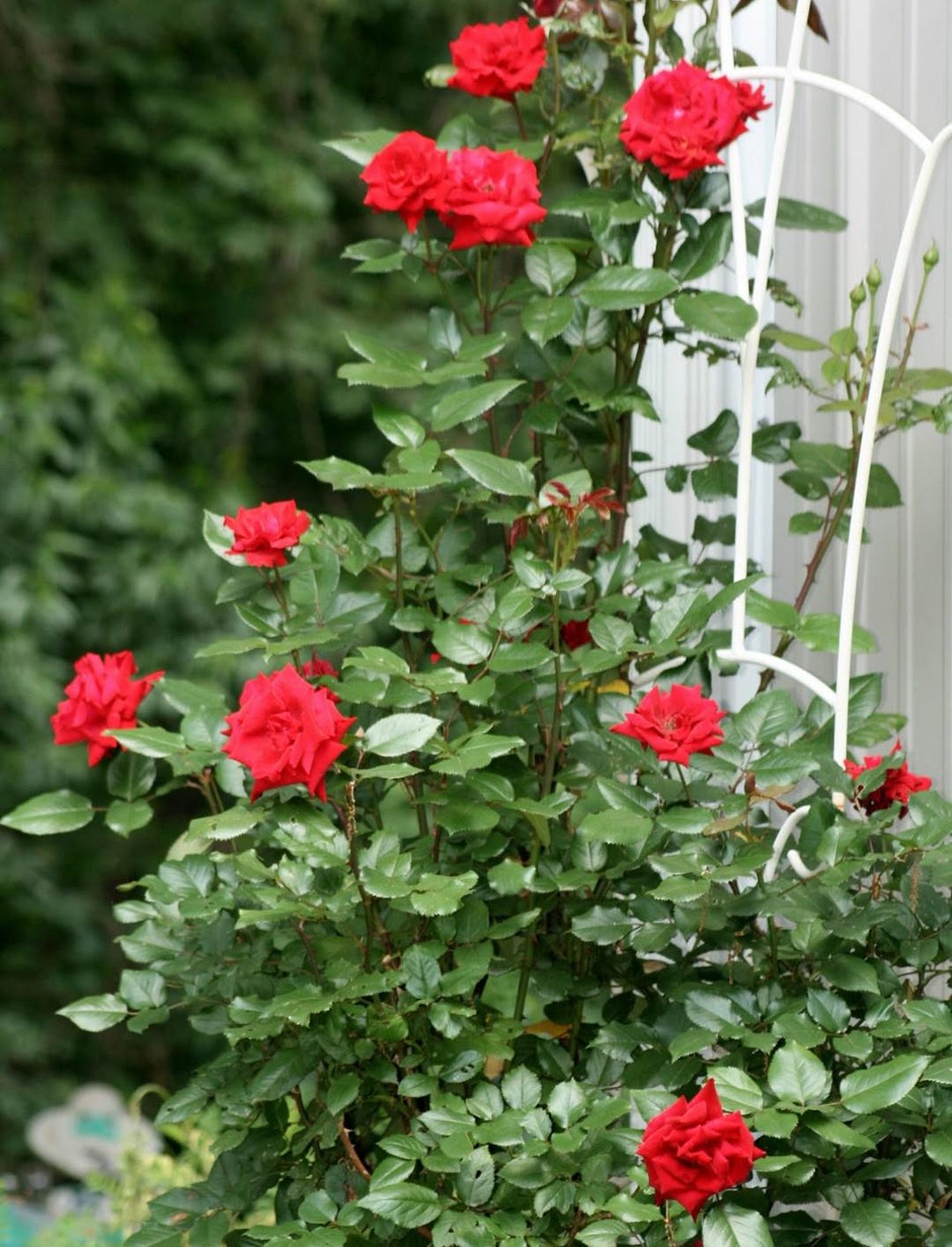 Blaze Improved™ Red Climbing Rose - Live Plant - 5 Gallon Pot - Etsy