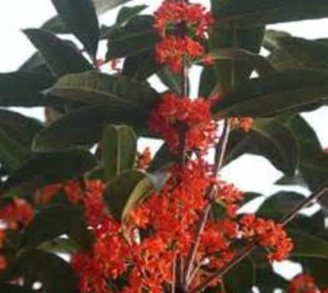 Red Flowering Fragrant Tea Olive Osmanthus Live Plant - Etsy