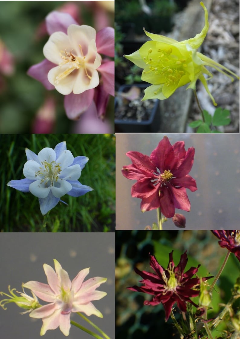 MIX COLUMBINE (aquilegia) Seeds, Mix Colors - Etsy