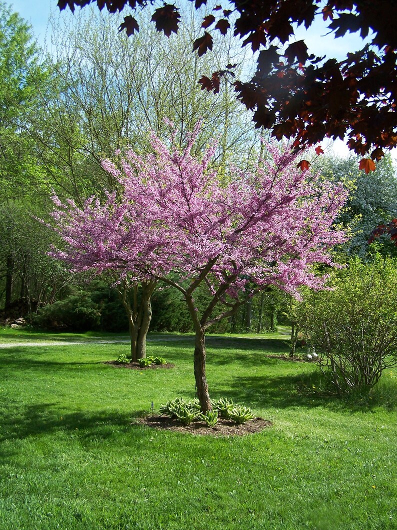 EASTERN REDBUD TREE Seeds - Etsy