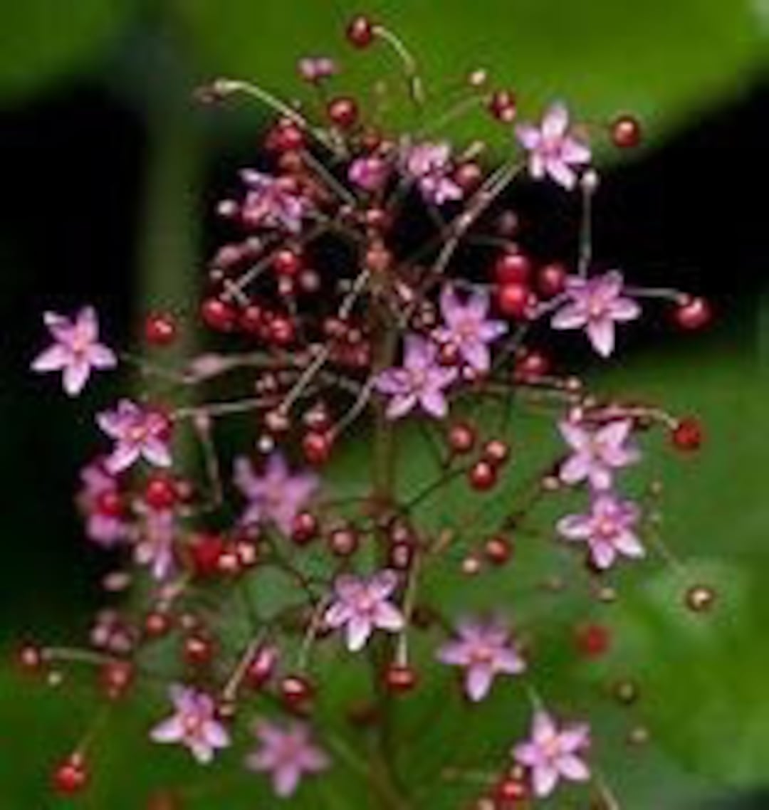 JEWELS OF OPAR (talinum Paniculatum) Seeds - Etsy