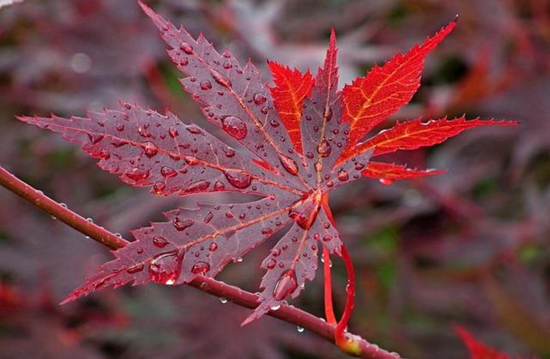 JAPANESE RED MAPLE (emperor) Seeds (acer Palmatum) - Etsy