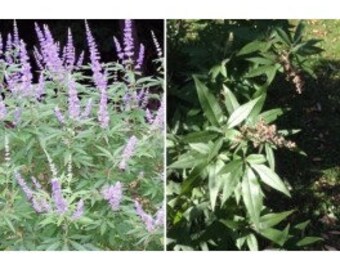 5 Rainbow Tree Seeds-1303 - Etsy