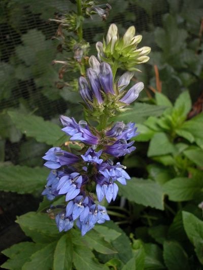 BLUE CARDINAL FLOWER Seeds - Etsy