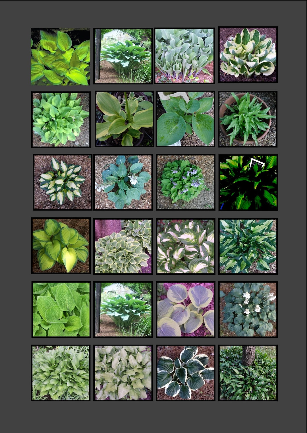 30 Plus HOSTA MIX SEEDS - Etsy