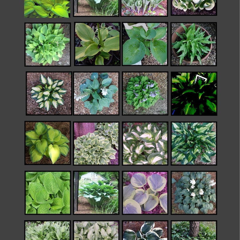 Hosta Rainbow Plants - Etsy