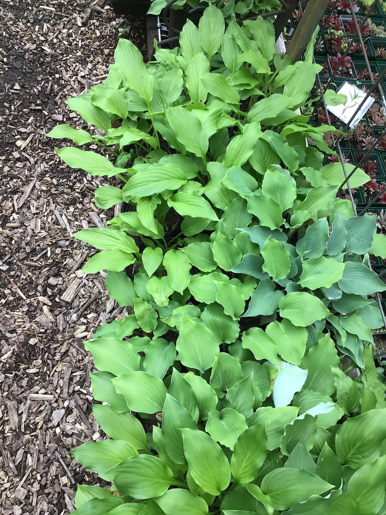 30 Plus HOSTA MIX SEEDS - Etsy