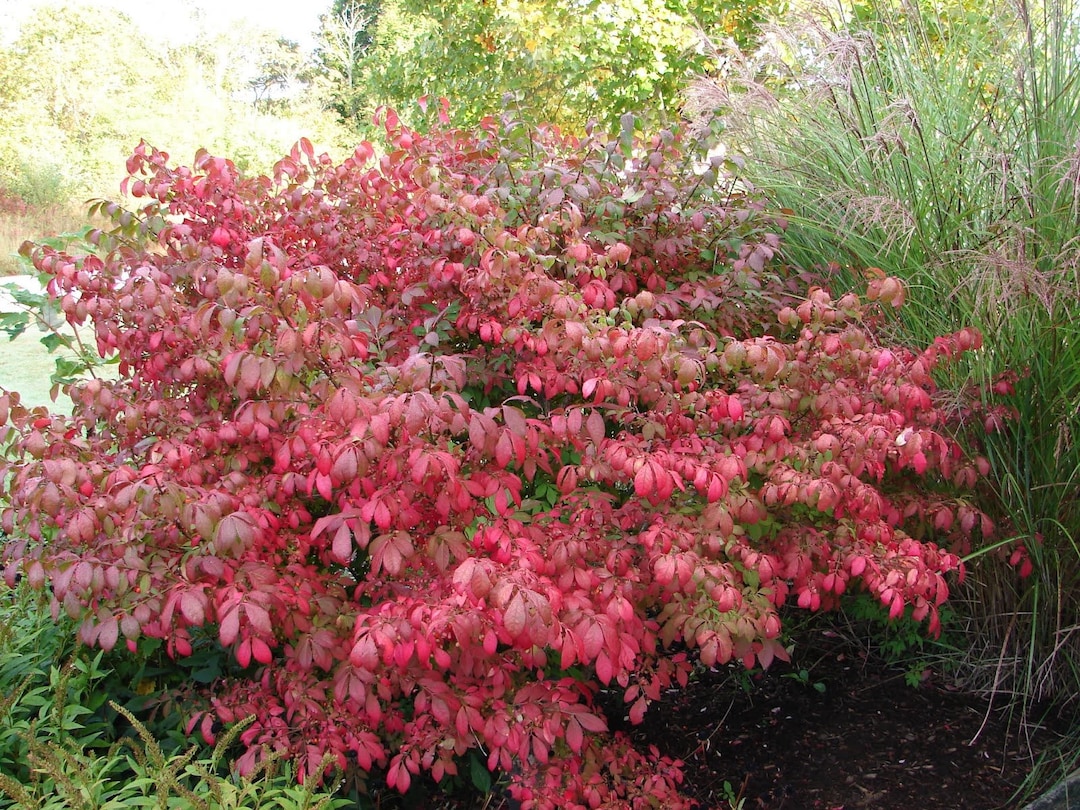 BURNING BUSH Seeds - Etsy