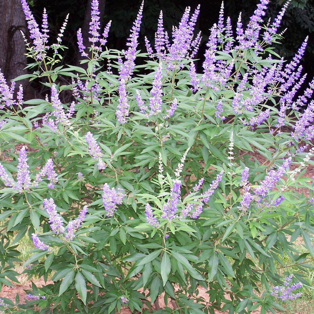 CHASTE TREE, Vitex, or Texas Lilac SEEDS - Etsy