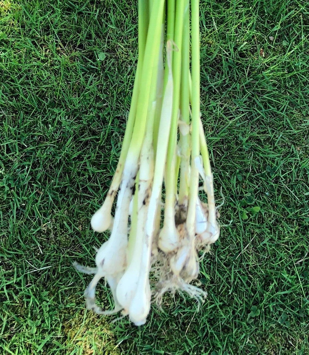 ALLIUM (bulbils). AKA Wild Garlic, Wild Onions - Etsy