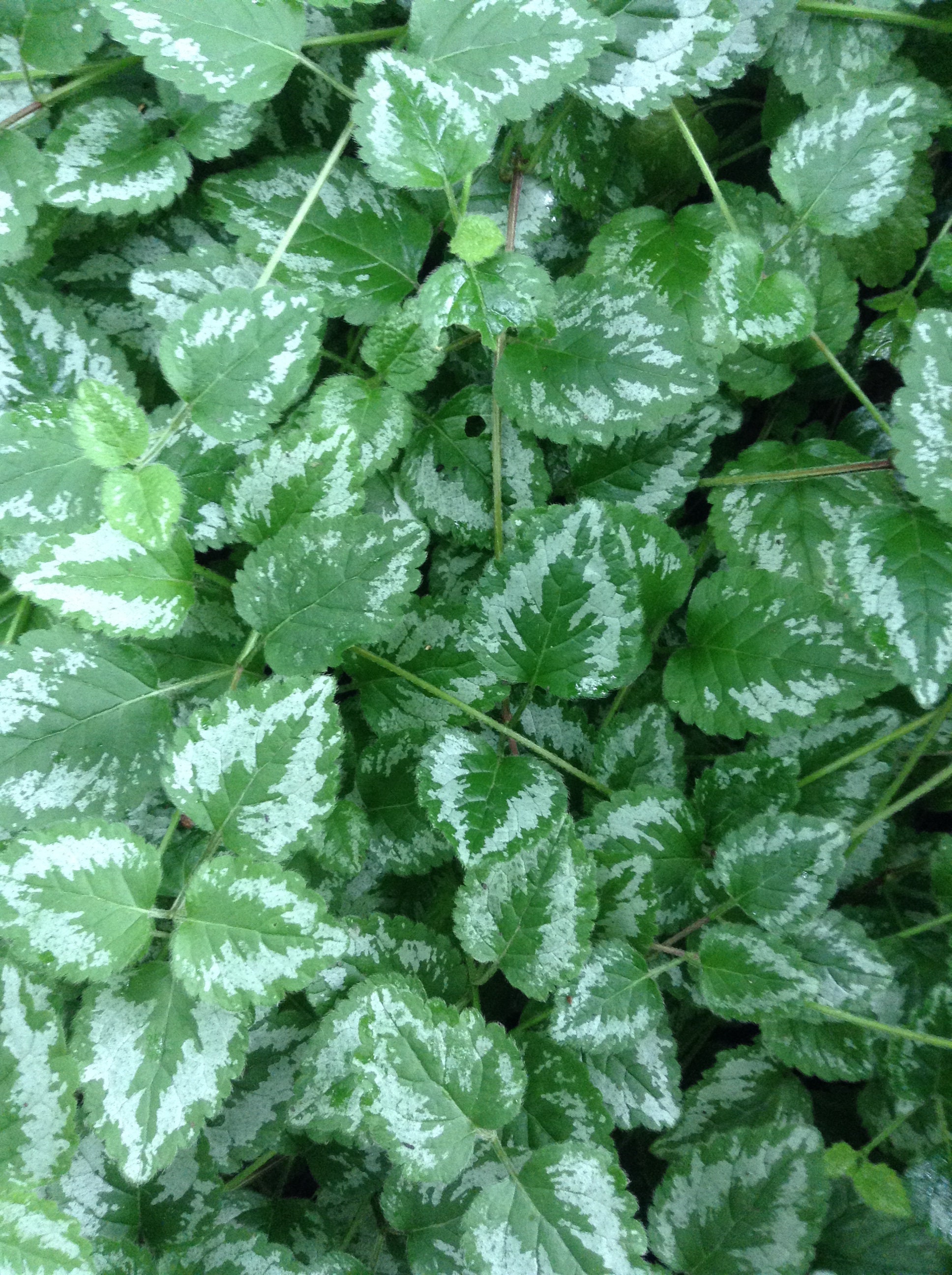 LAMIASTRUM GALEOBDOLON Plants AKA (yellow Archangel) - Etsy