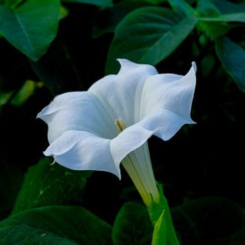 Devils Trumpet - Etsy